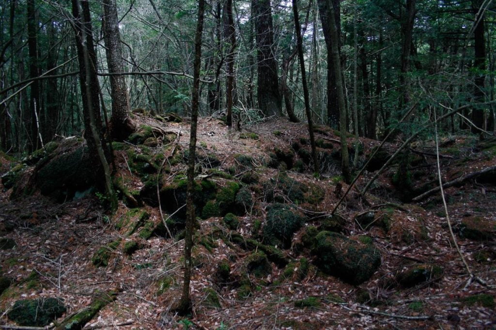 Hutan Seram Aokigahara, Jepun - Raja Lepak