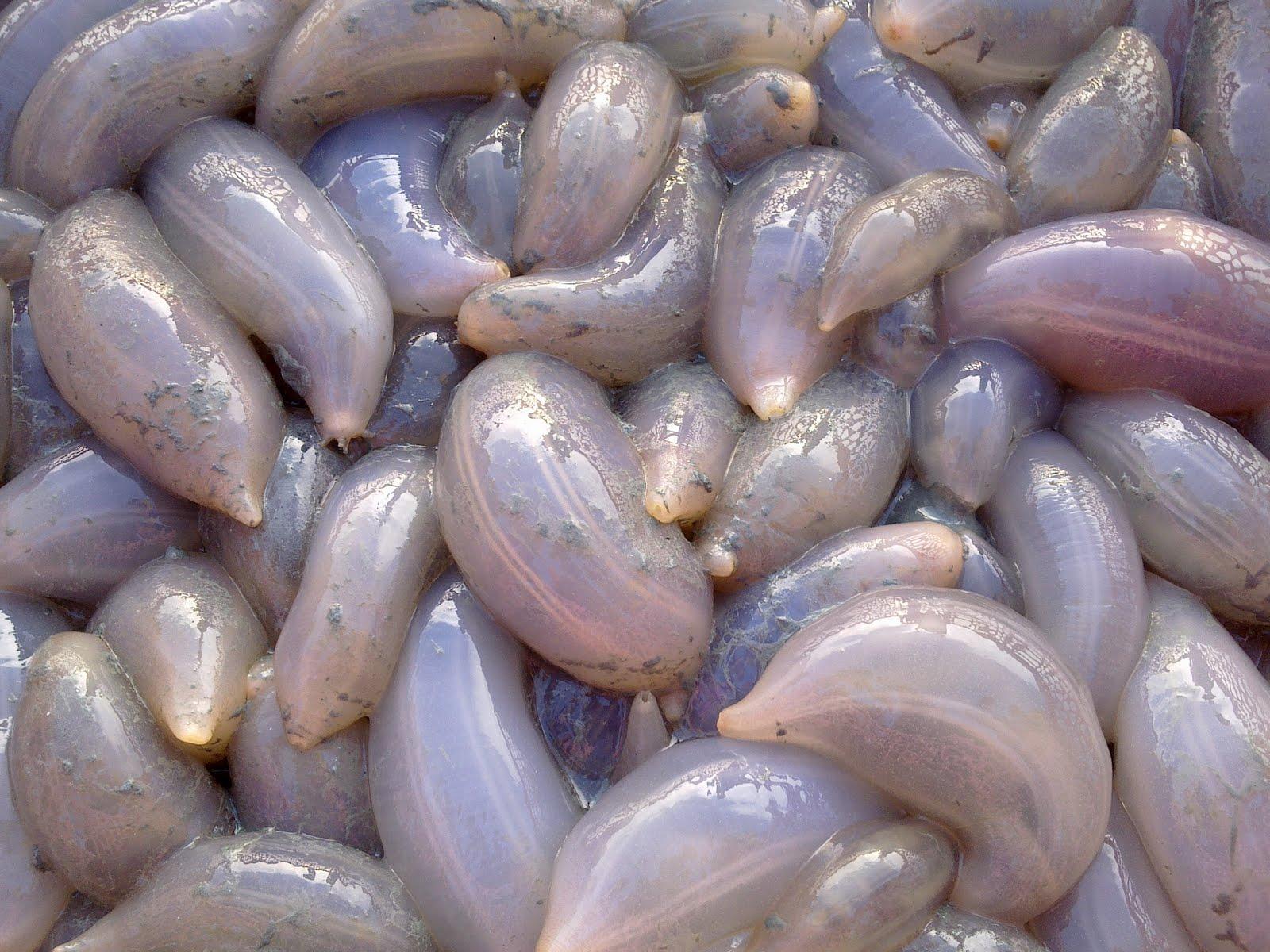 Bronok: Makanan Istimewa Dari Bumi Mahsuri Langkawi - Raja Lepak