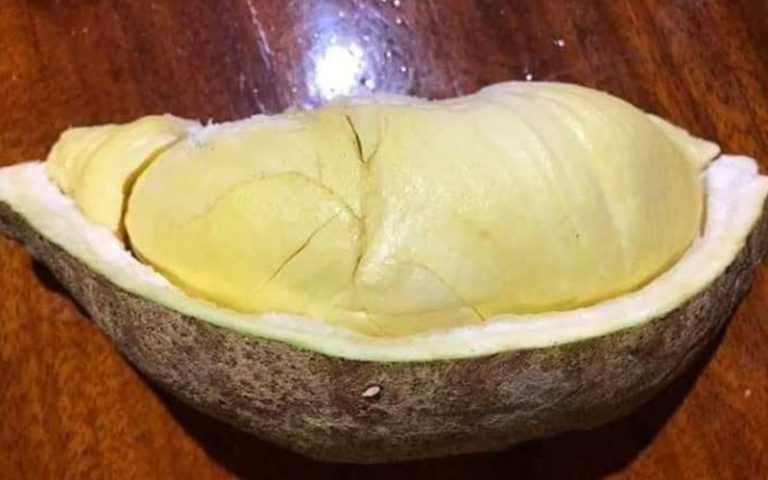 Indonesia Berjaya Hasilkan Durian ‘Botak’ Tanpa Duri - Raja Lepak