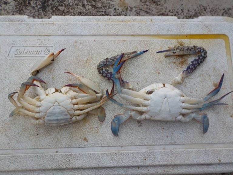 Suka Makan Ketam? Study Tip Pilih Ketam Isi Banyak - Raja Lepak