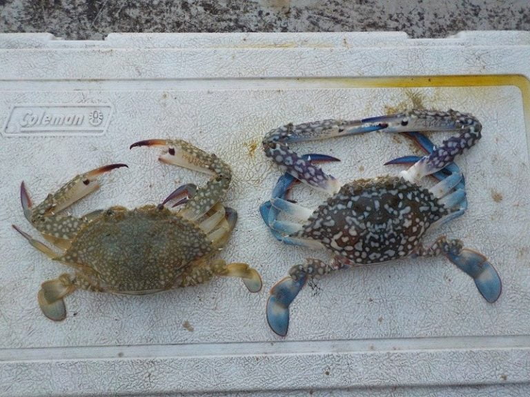 Suka Makan Ketam? Study Tip Pilih Ketam Isi Banyak - Raja Lepak